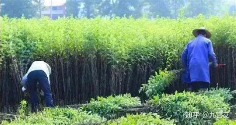 为啥端午要在门前悬艾草？挂几根，怎么挂，千万别犯忌讳 知乎