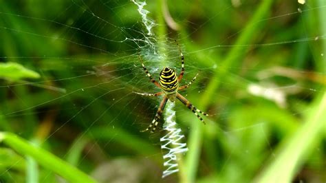 Wasp Spider Argiope Bruennichi Glenlivet Wildlife