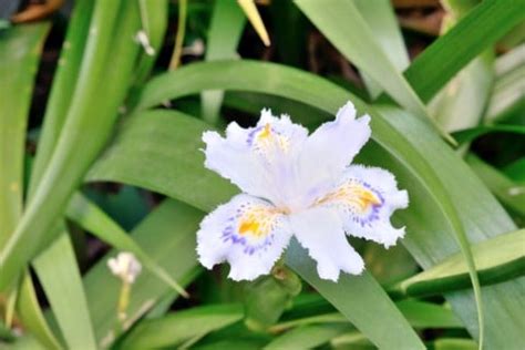 シャガ Iris japonica JapaneseClass jp