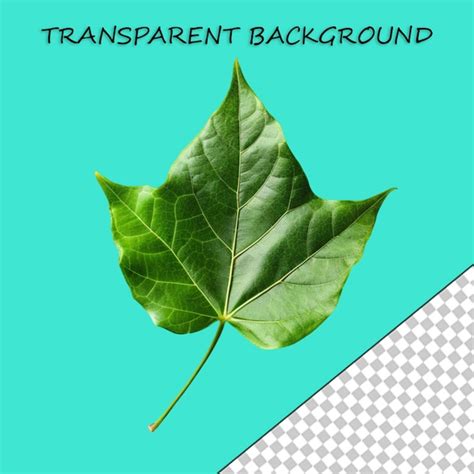 Hojas Png Archivo Psd Premium
