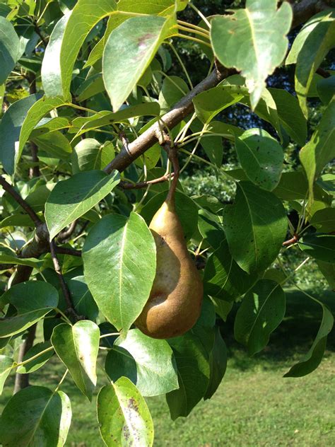 Pear Tree Varieties And Care Tips