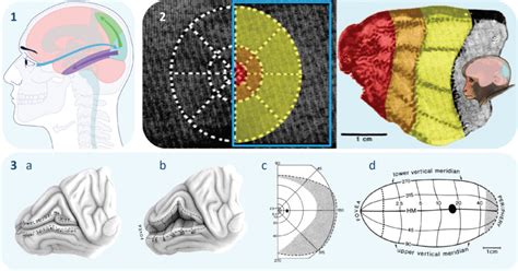 Perception Neuroanatomy Image 1 Shows Visual Cortex Image Arrival Download Scientific Diagram