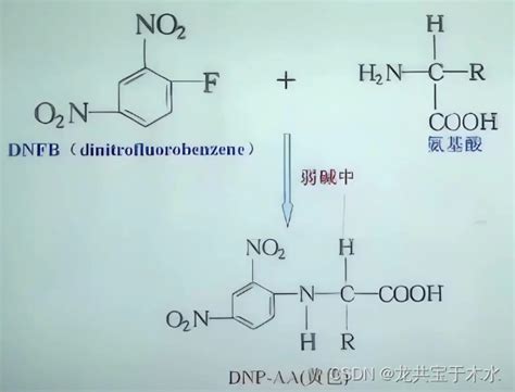 4生物化学与分子生物学——氨基酸 Pro可以和fdnb反应吗 Csdn博客