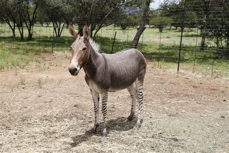 Zonkey An Intriguing Hybrid