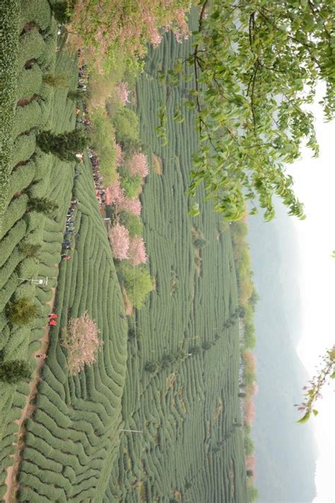 福建漳平市永福櫻花園之游掠影 每日頭條
