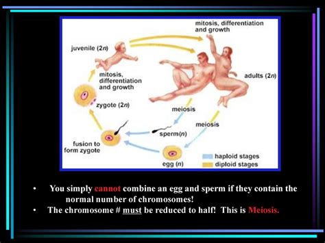 The Formation Of Sex Cells Ppt Download