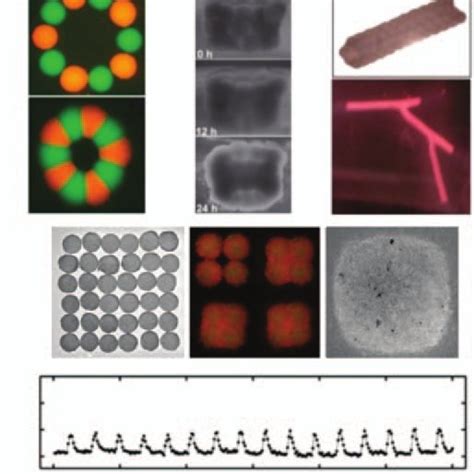 Printing Cellular Structures Of Defined Topology A Upper Panel A Download Scientific