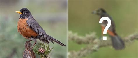 7 Birds That Look Like Robins Identification Challenges