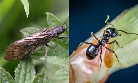 Serangga Yang Bisa Dimakan Lalat Hingga Semut Dailysia