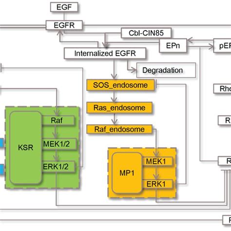 A Model For Raserk Signaling Pathway Regulated By Scaffolds And