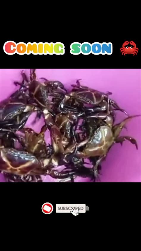 खेकडे 🦀😂 Vicky Ghadi Viral Crabs Youtube