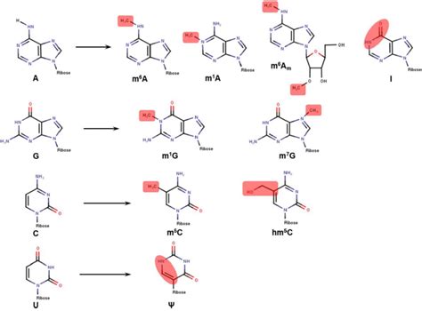 Nucleotide Bases