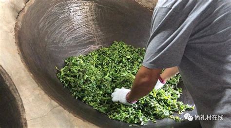 解惑如何辨别古树茶？茶树普洱茶年份