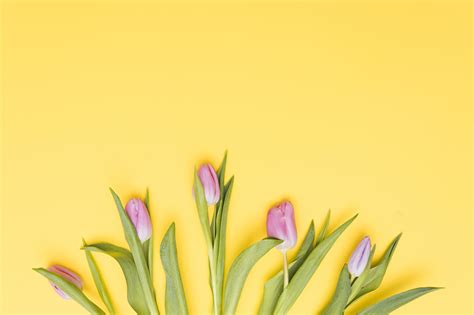 壁紙、チューリップ、色の背景、ピンク、花、ダウンロード、写真