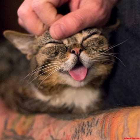 This Cute Cats Hq Pictures Of Cute Cats And Kittens Free Pictures