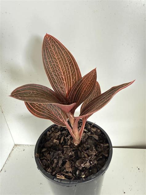 Buy Jewel Orchid Ludisia Discolor Rare Velvet Orchid Succulents Online