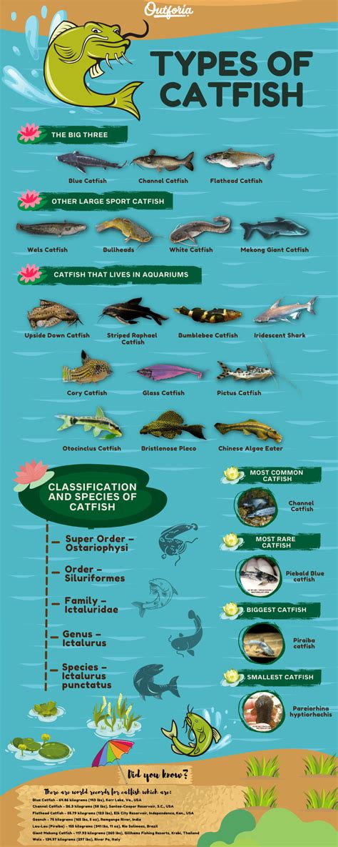 Largest Catfish Artofit