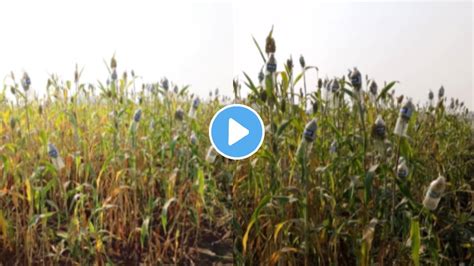 Pune Farmer Desi Jugaad Video Farmer Jugaad To Protect Field From Bird