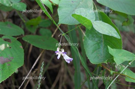Photolibrary