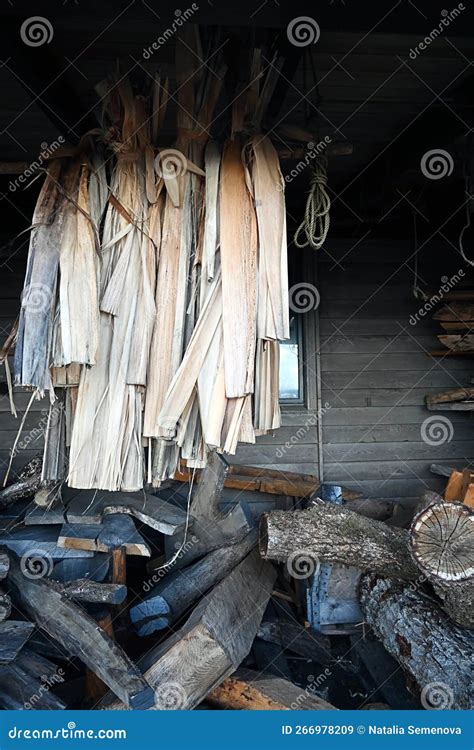 Drying Bark For Making Rope And Twine Hanging Loose Bast Stock Image Image Of Bark Twine