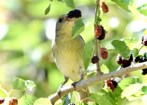 Whomst R Whatsthisbird