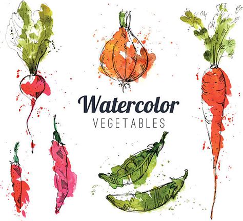 Root Vegetable Illustrations Royalty Free Vector Graphics And Clip Art