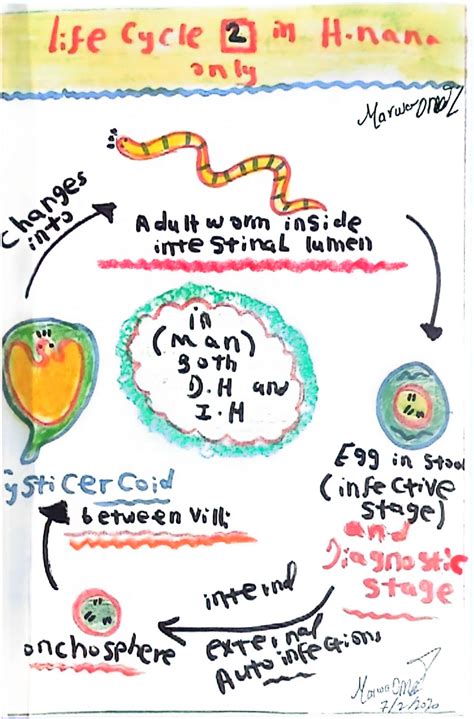 Hymenolepis Nana Life Cycle Part 1 Marwa Omar Encyclopedia Mdpi