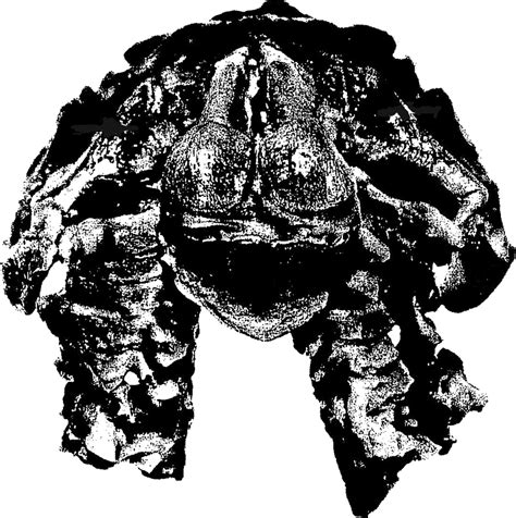 A Lateral View Of 33 Week Old Female Anencephalic Cephalothoracopagus Download Scientific