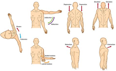 Shoulder Flexion And Extension Frontal At Ann Luongo Blog