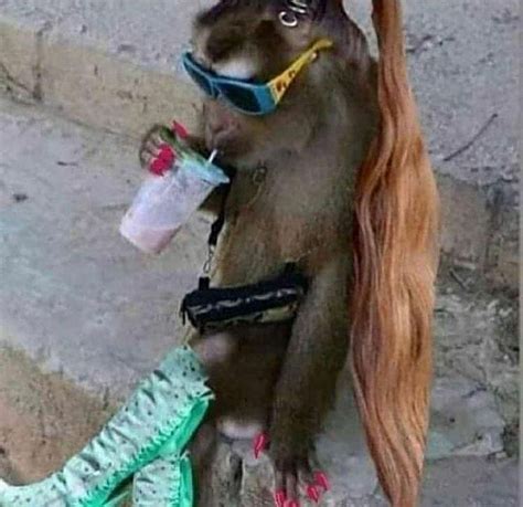 Re Yo Amiga Cachorros Adorables Memes De Monos Animales Divertidos