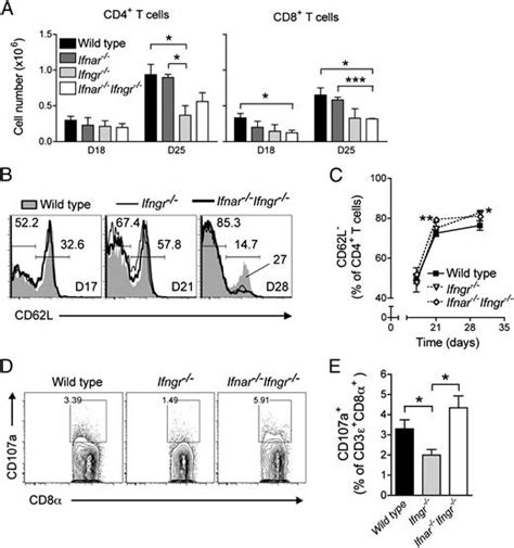 Dynamic Roles Of Type I And Type Ii Ifns In Early Infection With