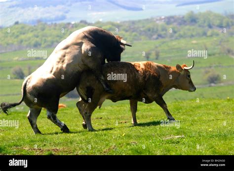 Bulls And Cows Mating