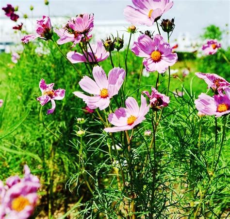 平塚市イシックス馬入のお花畑で2022年もコスモスが見ごろ 神奈川東京多摩のご近所情報 レアリア