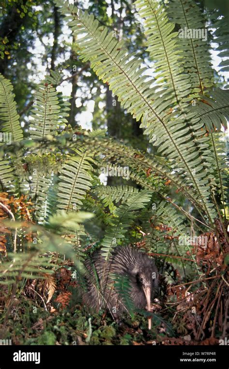 Okarito Brown Kiwi Apteryx Rowi Male Known As Scooter Patrolling His Territory From