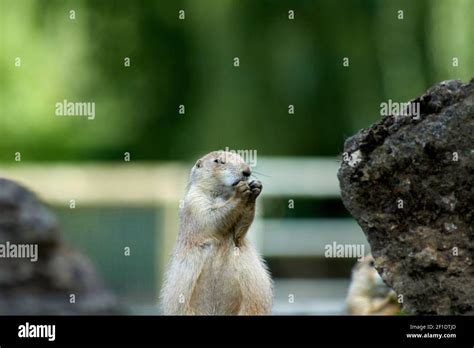 A Portrait Of A Small Gopher Eating With Two Hands On The Blurred