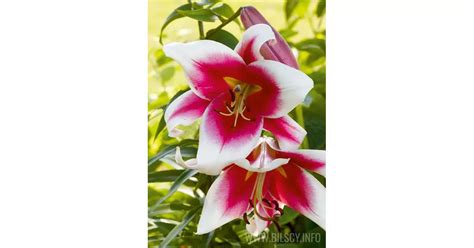 Lilia drzewiasta 'Friso' (Lilium OT hybrid) - Bilscy.info