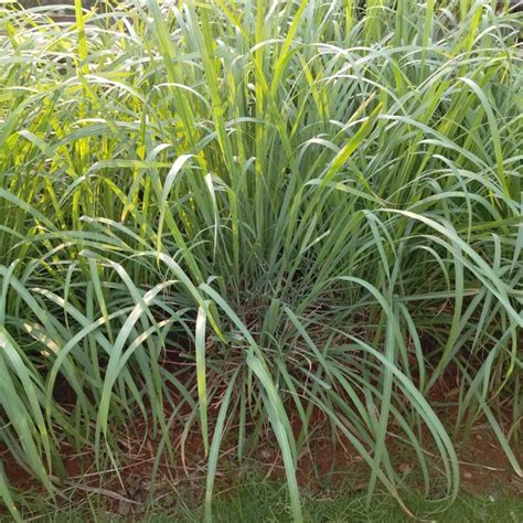 Lemongrass Sapling A Green Venture