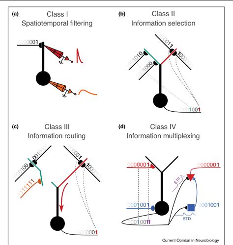 Figure 1 From Classes Of Dendritic Information Processing Semantic Scholar