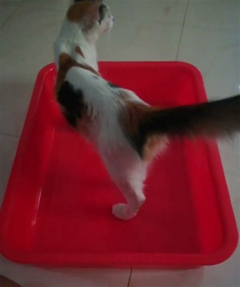 Surprised Catshortsfunny Cats Youtube