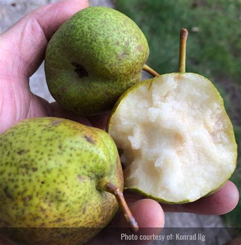 Pear Trees Oak Summit Nursery