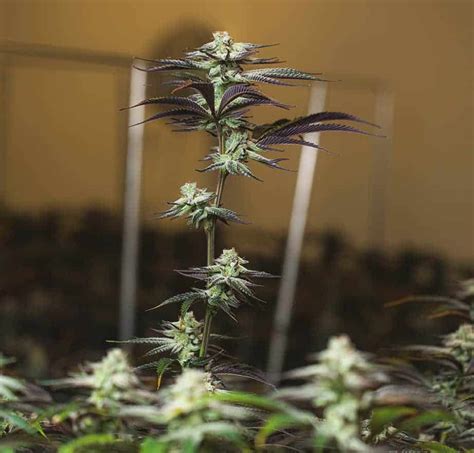 Cannabis Plants Flowering Stages