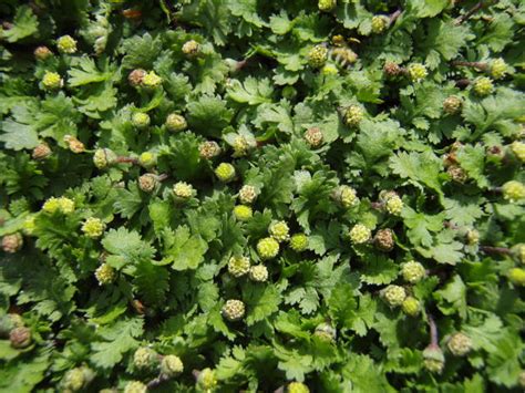 Baumschule Eggert Blütensträucher Baumschulen Heckenpflanzen Fiederpolster Zwerg