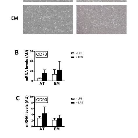Tri Lineage Differentiation Of At And Em Mscs Micrographs Showing A Download Scientific