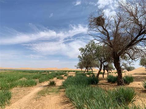 奔赴一场极致炫酷的沙漠旅行，聆听来自沙漠邮局的召唤 绿洲