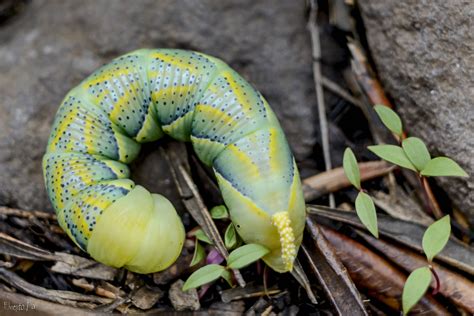 Esfinge De Calavera Elviejito Pa