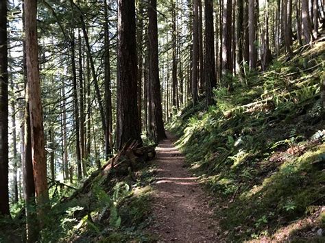 Baker Lake Maple Grove East Bank Baker Lake — Washington Trails