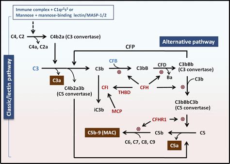 Untying The Knot Of Thrombotic Thrombocytopenic Purpura And Atypical
