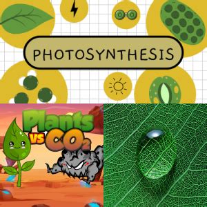 Free Educational Games Chemical Reactions In Photosynthesis Free