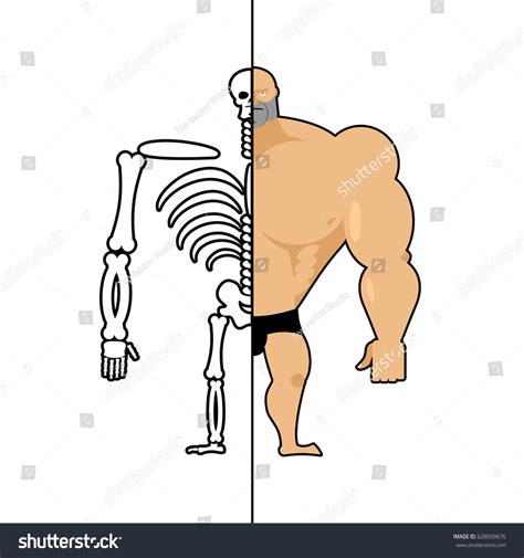 Human Structure Skeleton Men Anatomy Bodybuilder 스톡 일러스트 628039676