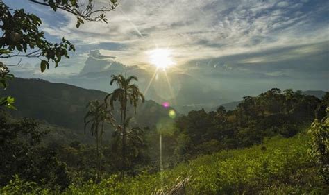Amazon Rainforest To Reach Tipping Point Before 2064 And 25 Will Be